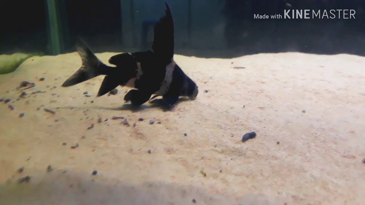 Chinese high fin fish, Cleaner fish - YouTube