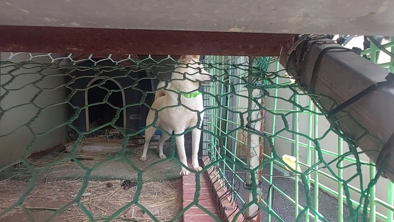 일요일 공장에 출근해서 공장개를 사무실에 풀어주기 위해 준비하는 동안 진돗개의 기다림 L 아무도 출근 안 하는 날이되면 자유로워지는 공장개의 삶 L 개장에서 뛰쳐나가기 전의