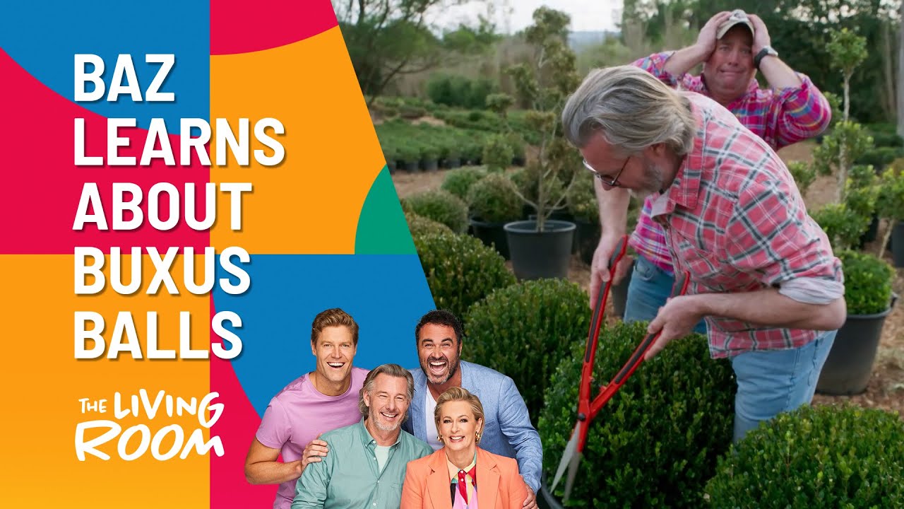 Learn About Buxus Balls With Jason Hodges And Baz | The Living Room ...