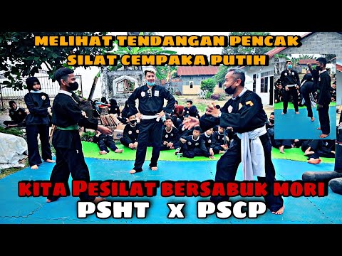PSHT x PSCP || Denny Melihat Tendangan Pencak Silat Cempaka Putih