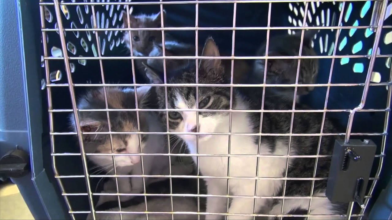 Fostering Saves Lives - YouTube