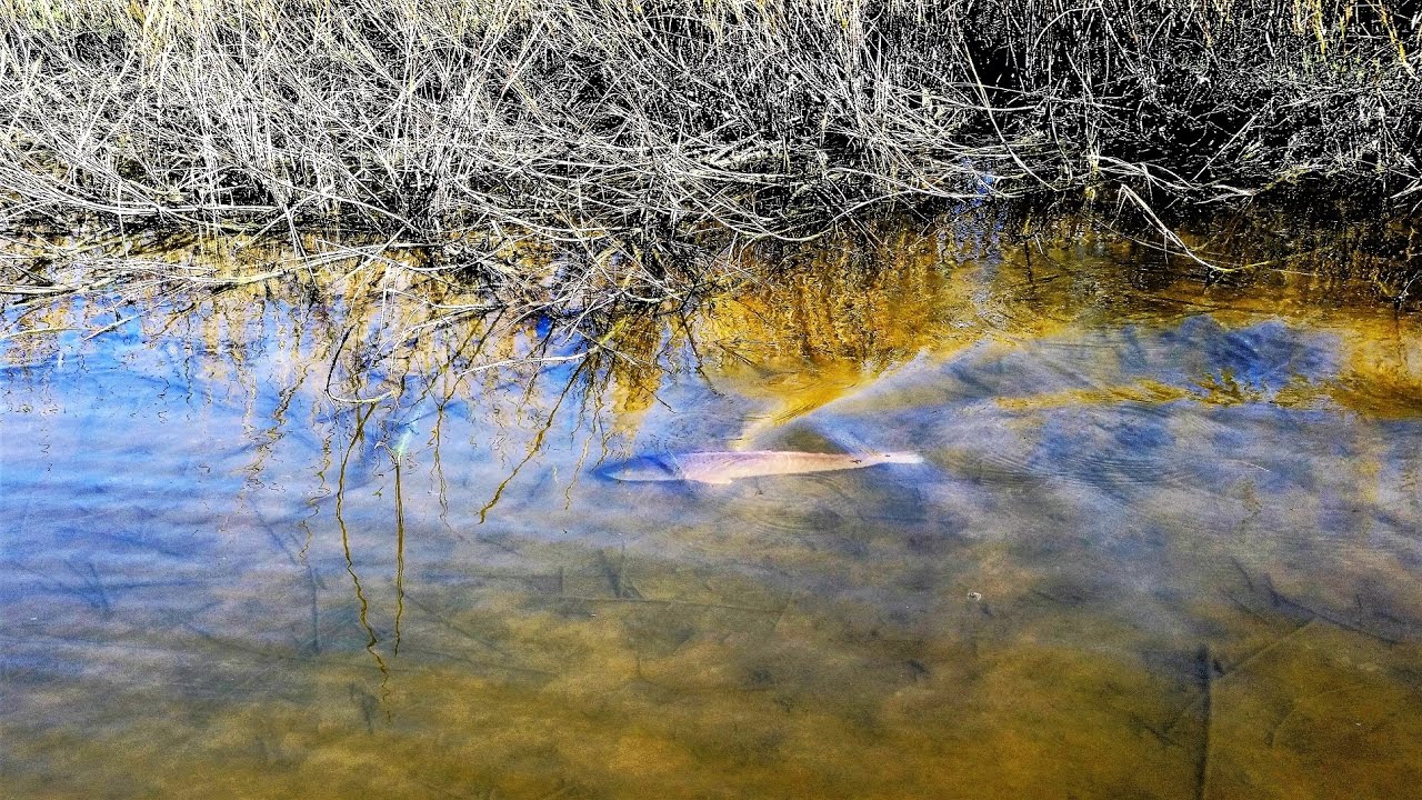 Catching Redfish and Making Waves in a Texas Marsh (Sight Casting in ...