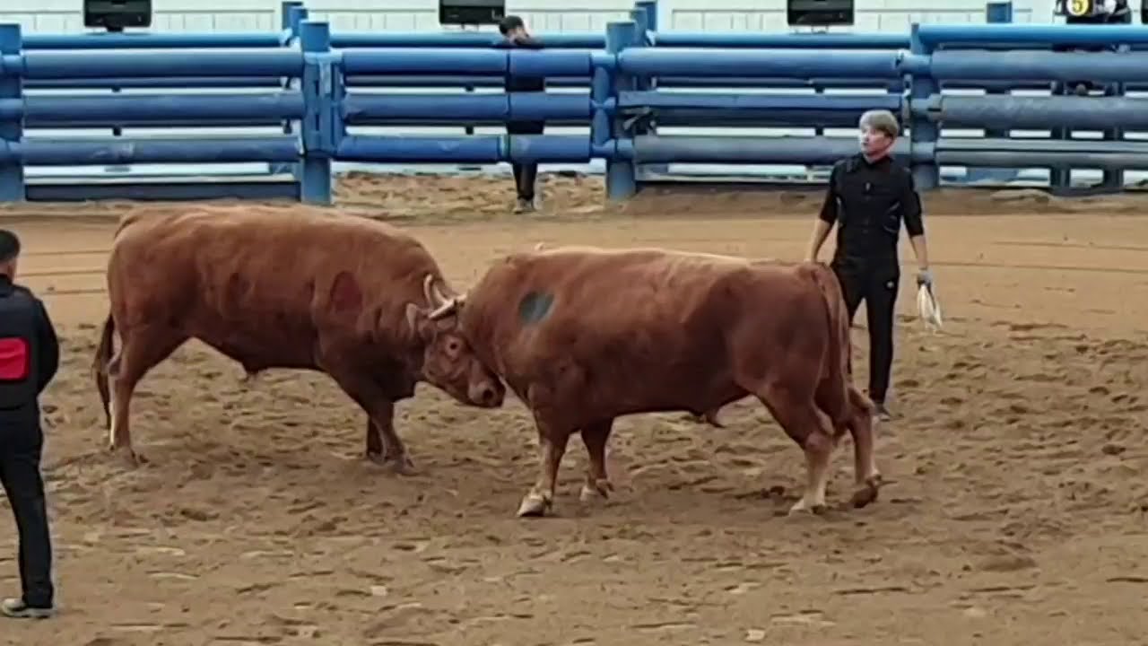 #청도소싸움장 (덴버+리우) ox fight stadium闘牛競技場。На поле битвы + 석양 감상하기 2019.11. ...