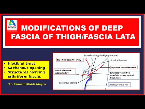 Fascia Lata | Modifications of deep fascia of thigh | [Simplified ...