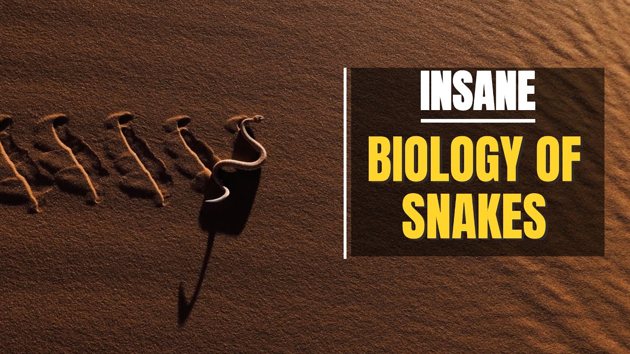 Insane Biology Of Snakes #animal #snake - YouTube