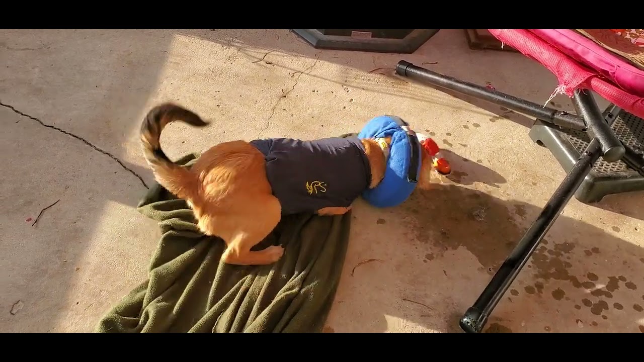 My dog, Stella plays with cat toy - YouTube