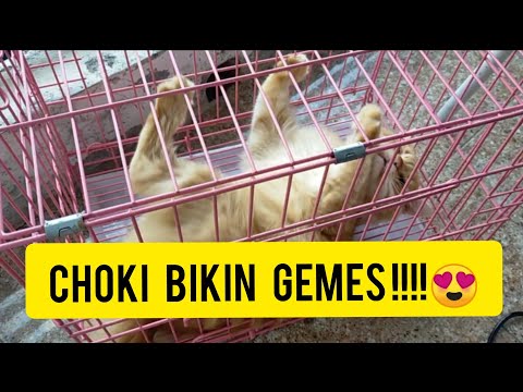 REAKSI CHOKI KLO DI KERINGIN SESUDAH MANDI!!