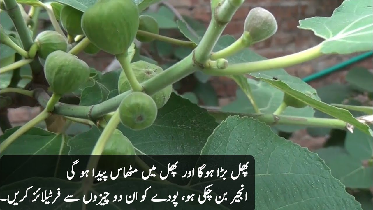 Best fertilizer for injeer in summer - YouTube