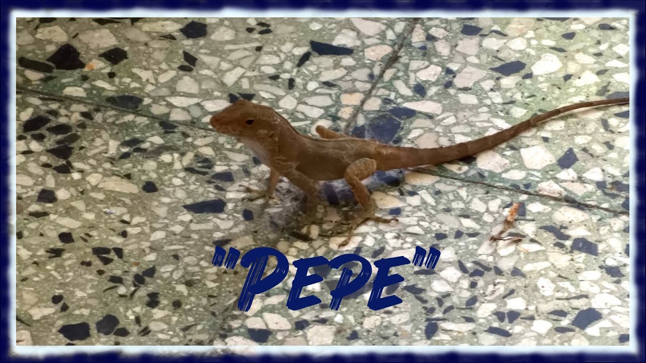 Pepe the Friendly Lizard - YouTube