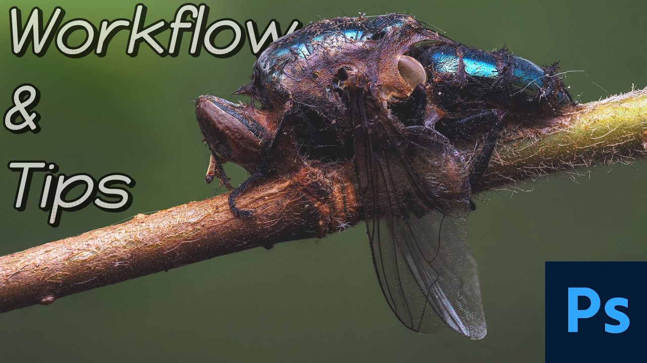 How I Edit Macro Photos in Adobe Photoshop - YouTube