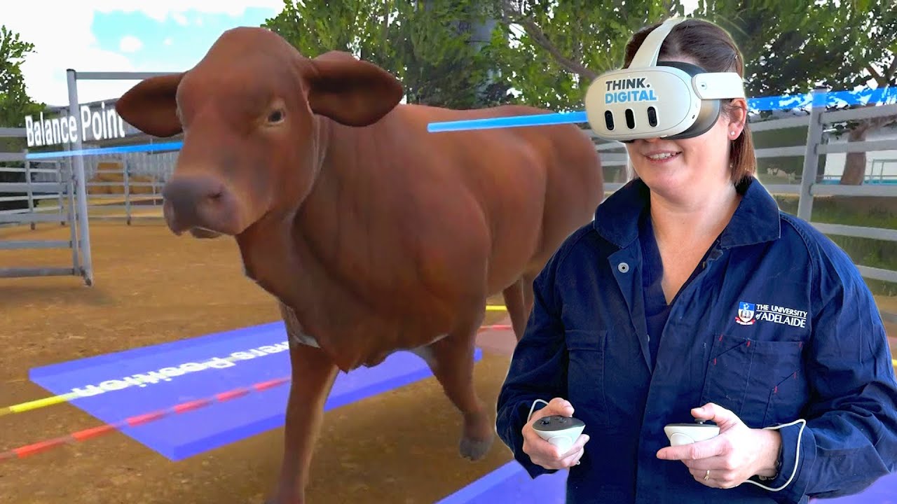 CattleVR - Solving Problems in Cattle Handling Using VR - YouTube