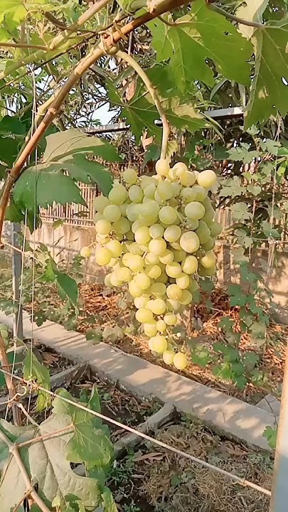 TAMAN GRAPE SUKAMANDI - YouTube