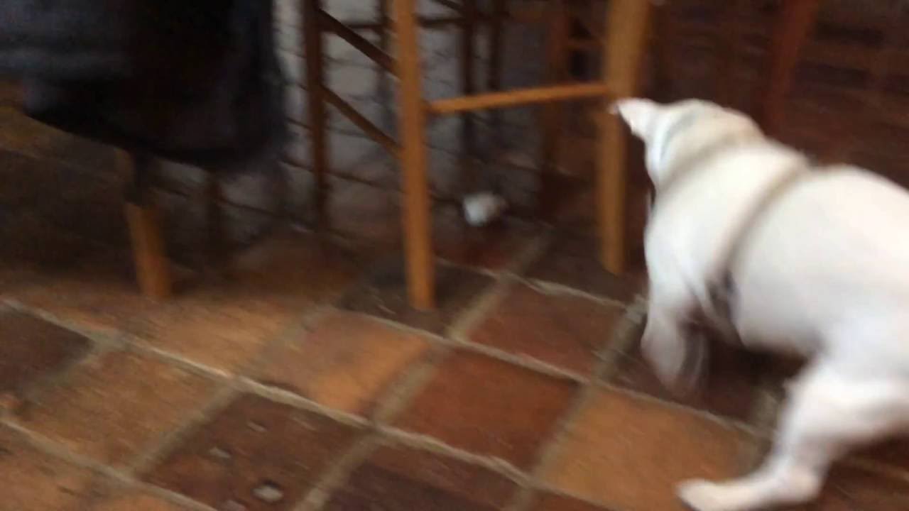 Dog vs Mouse - YouTube