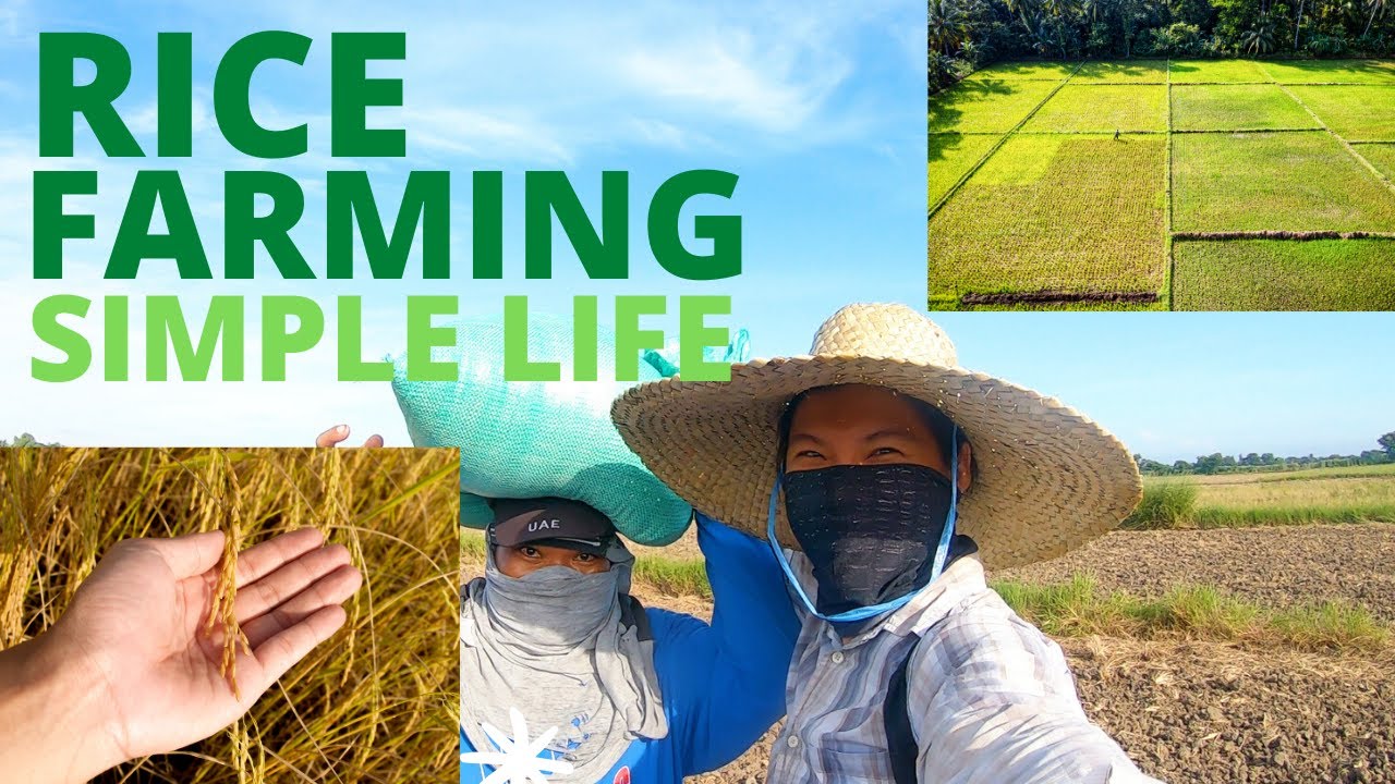 RICE FARMING PHILIPPINES - YouTube
