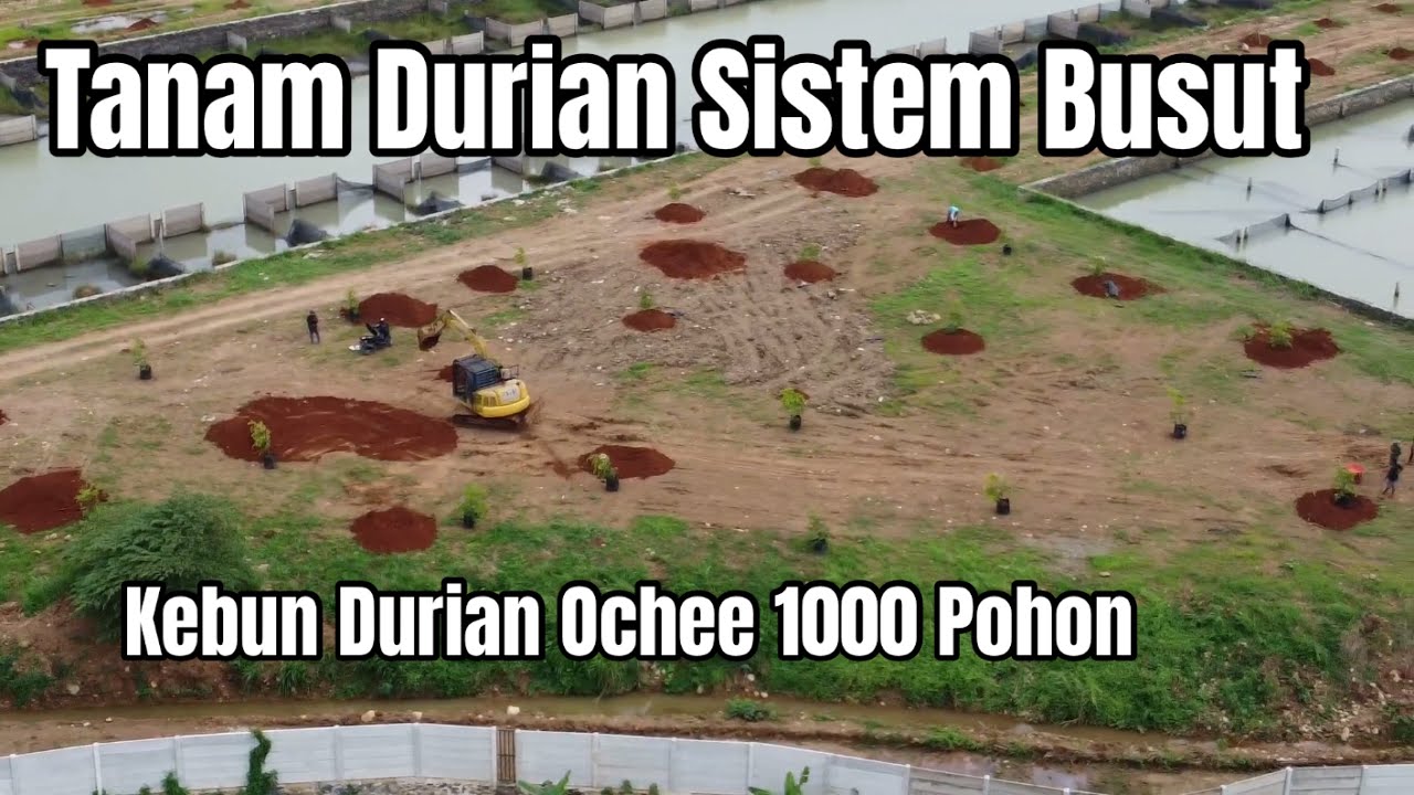 1000 Pohon Blackthorn/Duri Hitam Jonggol,Tanam Sistem Busut Tanah Merah ...