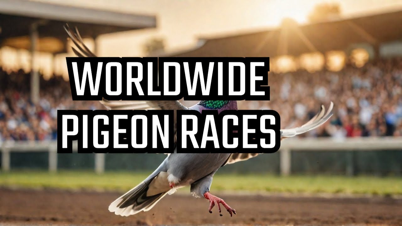 World's Fastest Racing Pigeons Revealed | Top Racing Pigeon Breeds You ...