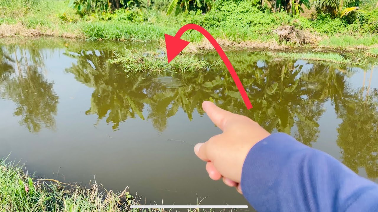 Con kênh nhiều cá nhất Bình chánh | Bazan Food - YouTube