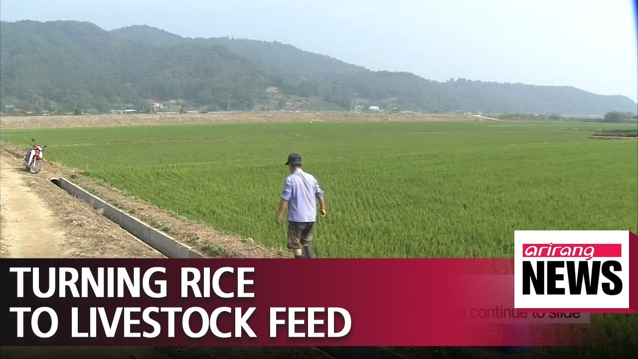 Researchers find rice-fed cows are more healthy, offer higher quality ...