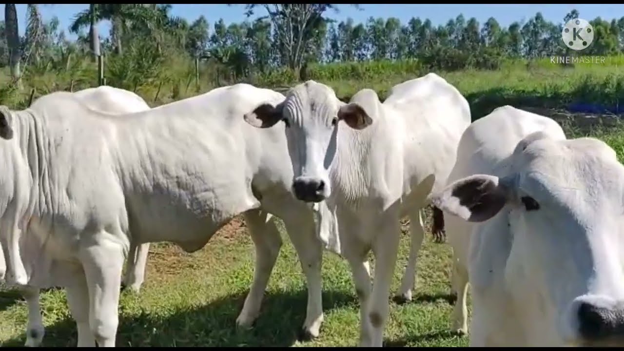 novilhas nelore a venda! - YouTube