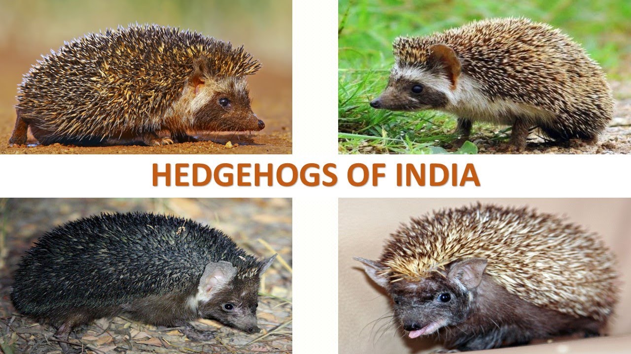 Hedgehogs of India 🦔 🇮🇳 | Mammals | Indian Animals - YouTube