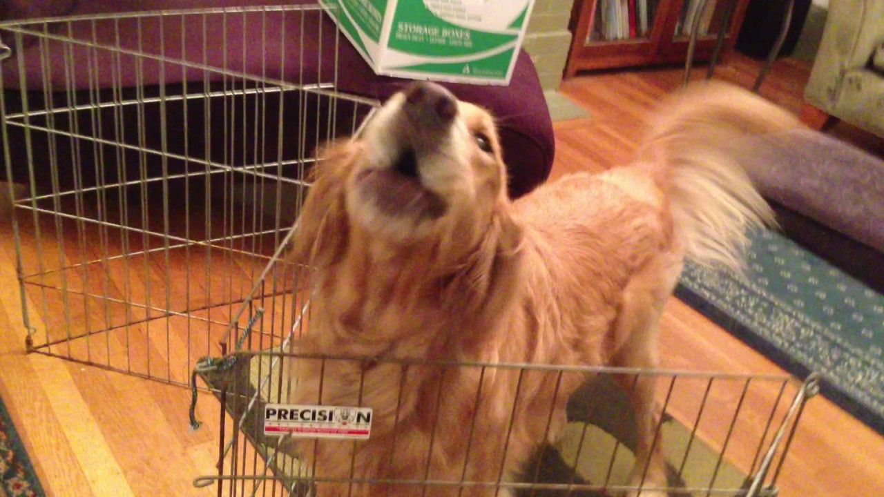 Who is the dog named Carly? - YouTube