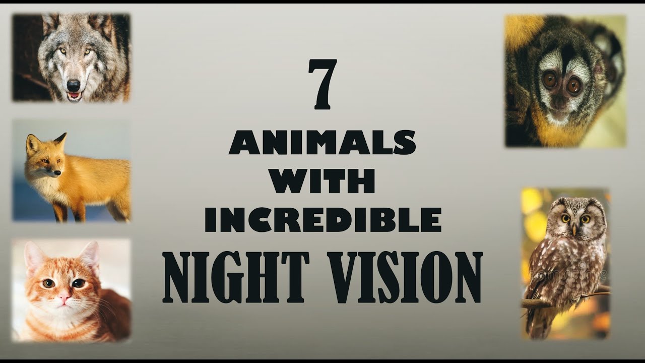 Top 7 animals with incredible night vision | Kids video about animals ...