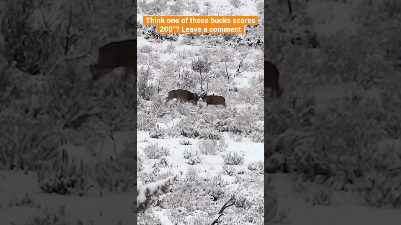 BIg Buck Battle! Mule deer rut fight (Wildlife) - YouTube