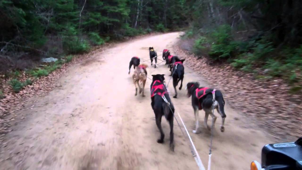 * Dog Team Training 11/04/2014 - YouTube