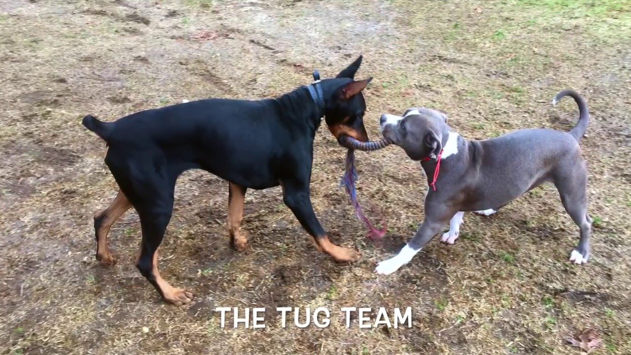 Long Island Dog Trainer: Doberman with Amazing Obedience: Best Doberman ...