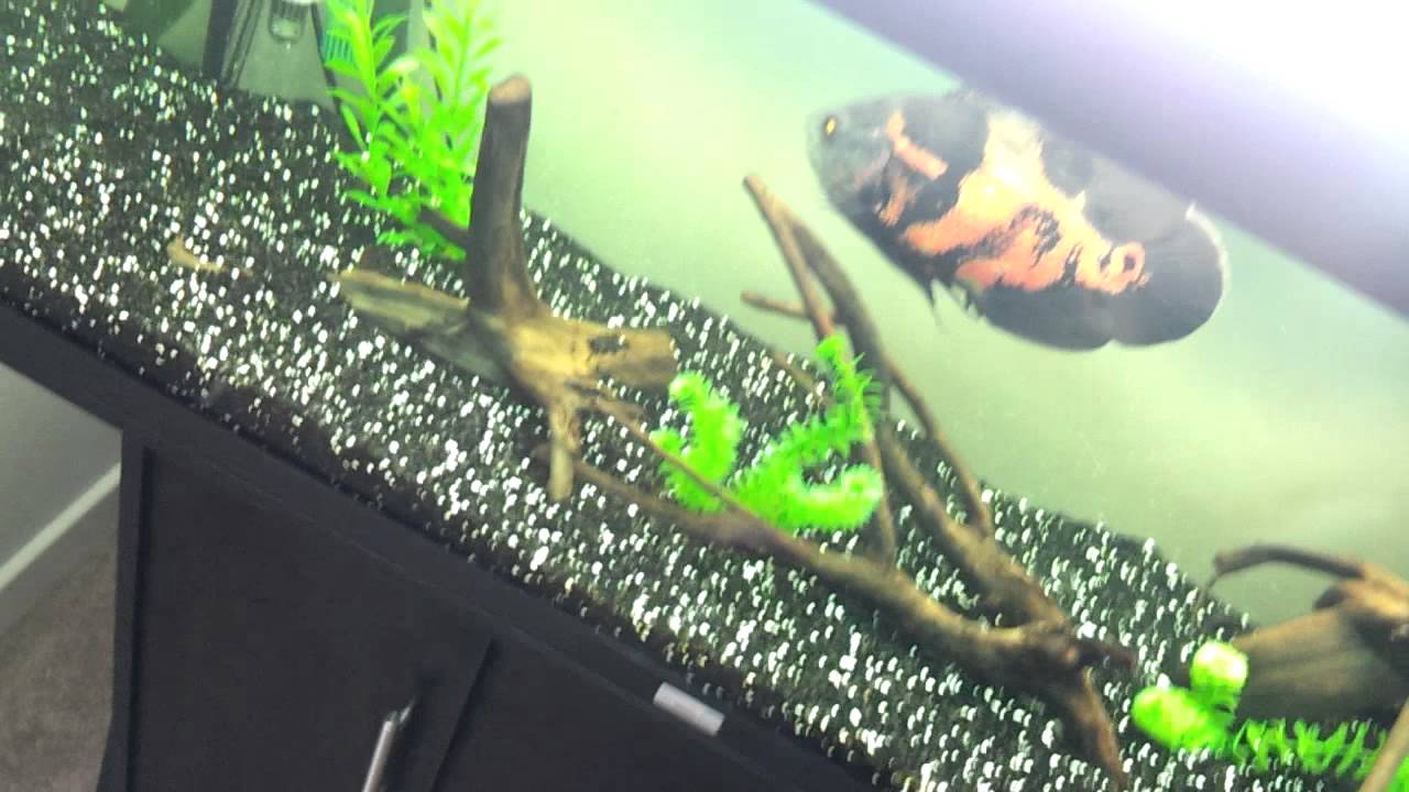 Oscar eating baby mouse - YouTube