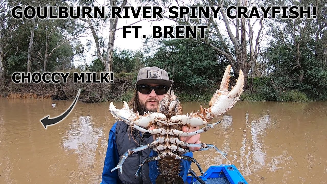GIANT SPINY CRAYFISH Using CARP In Goulburn River! #crayfish #fishing #australia - YouTube