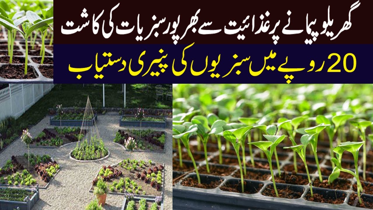 Kitchen Gardening Basics | Promote Kitchen Gardening | Kitchen Garden ...