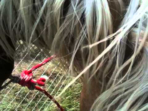First Donkey Approach on Buddy - Underweight Mom Horse - Rick Gore Horsemanship
