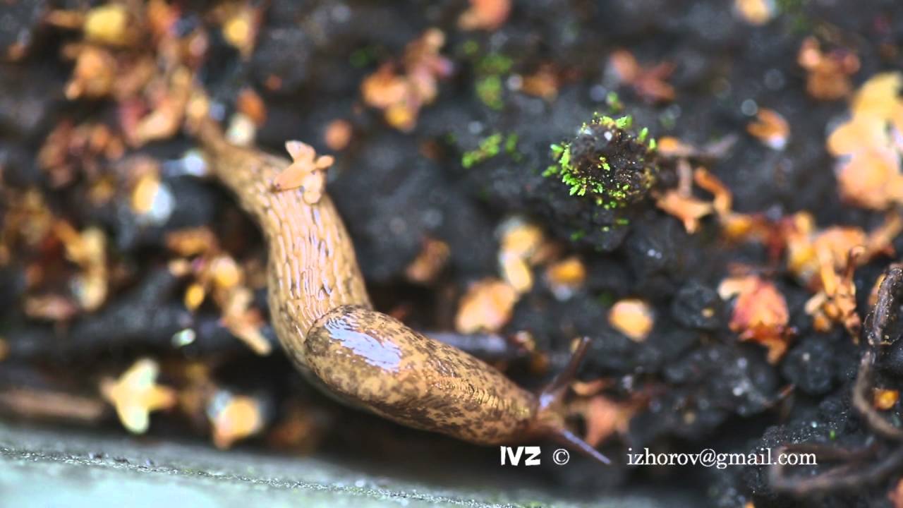 Brown slug crawling - YouTube