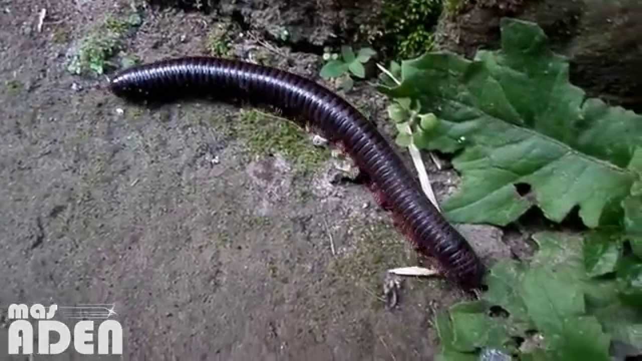 Rusty Millipede - Trigoniulus Corallinus - YouTube