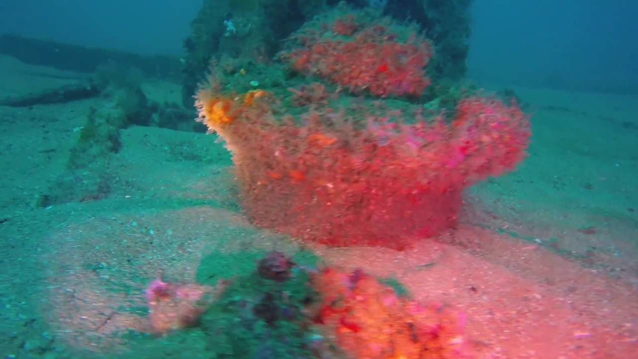 SS Bombo Wreck Dive - YouTube