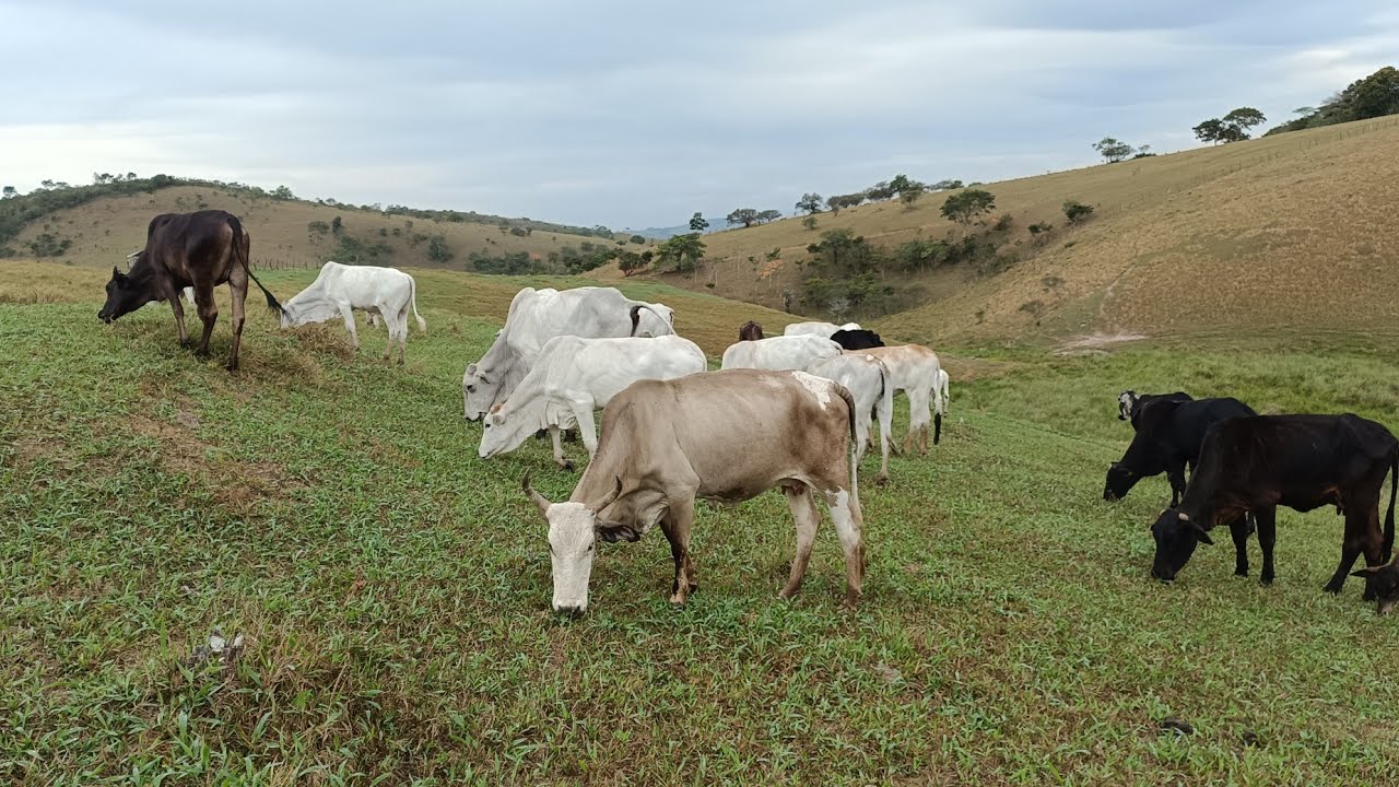 Choveu no nordeste é hora de mudar o gado de pasto - YouTube