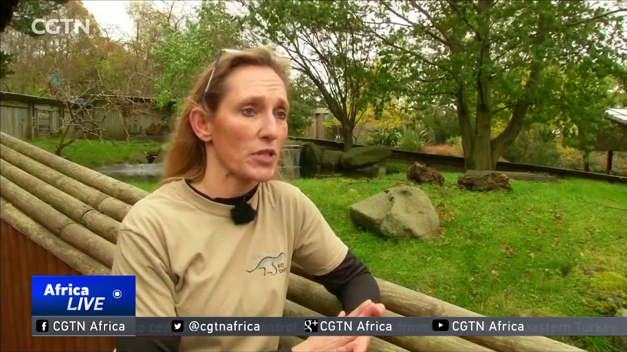 Cheetah tracking tech hopes to cut animal inbreeding in Namibia - YouTube