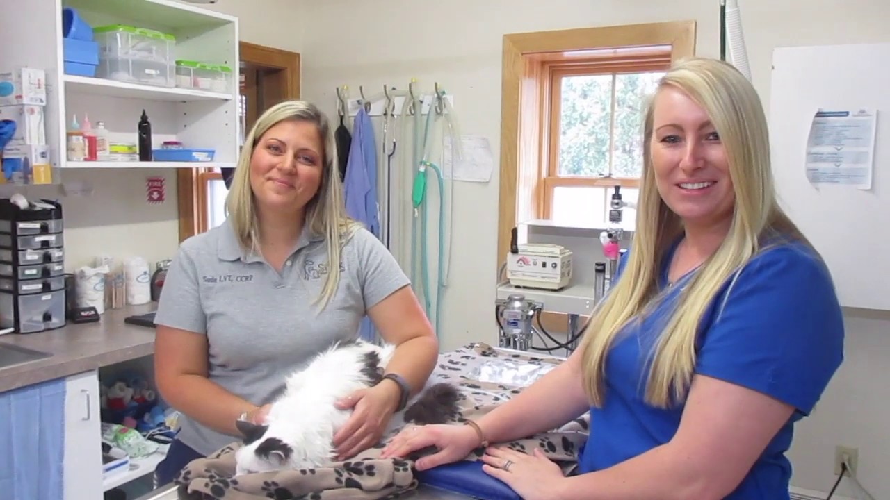 How To Administer Your Pets Subcutaneous Fluids - YouTube