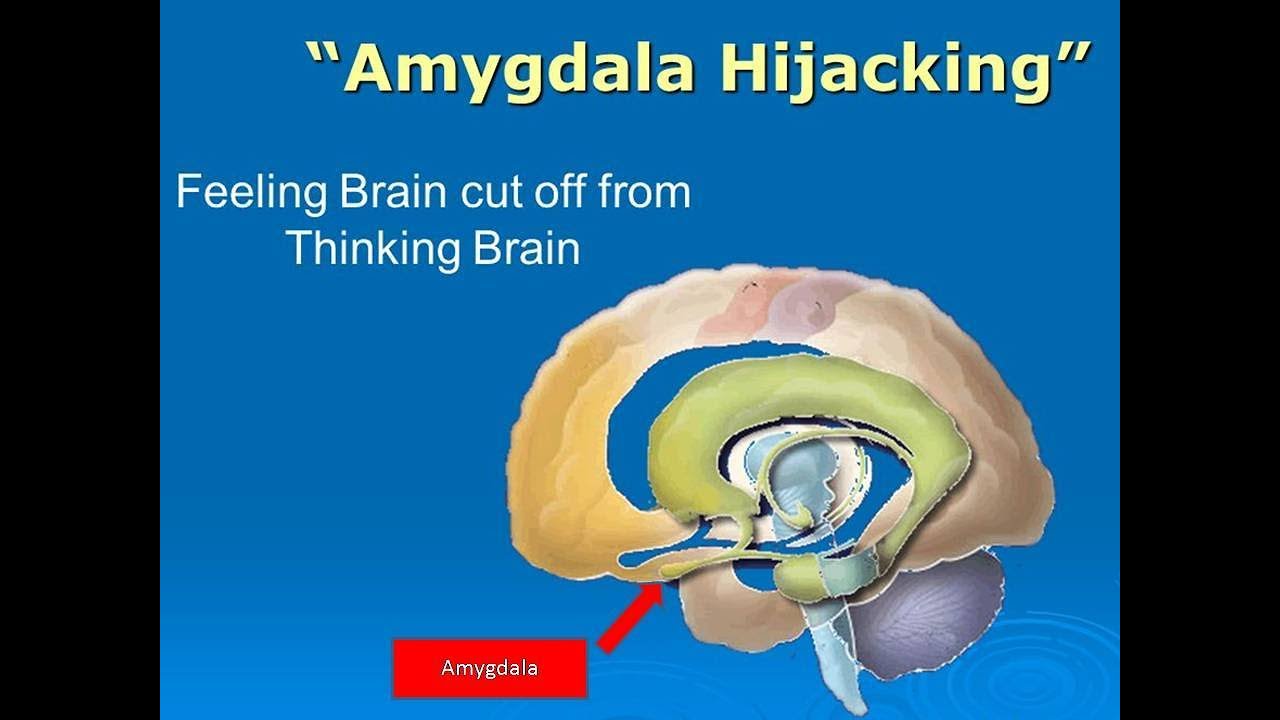 When Was Your Last Amygdala Hijack - At What Cost? - YouTube