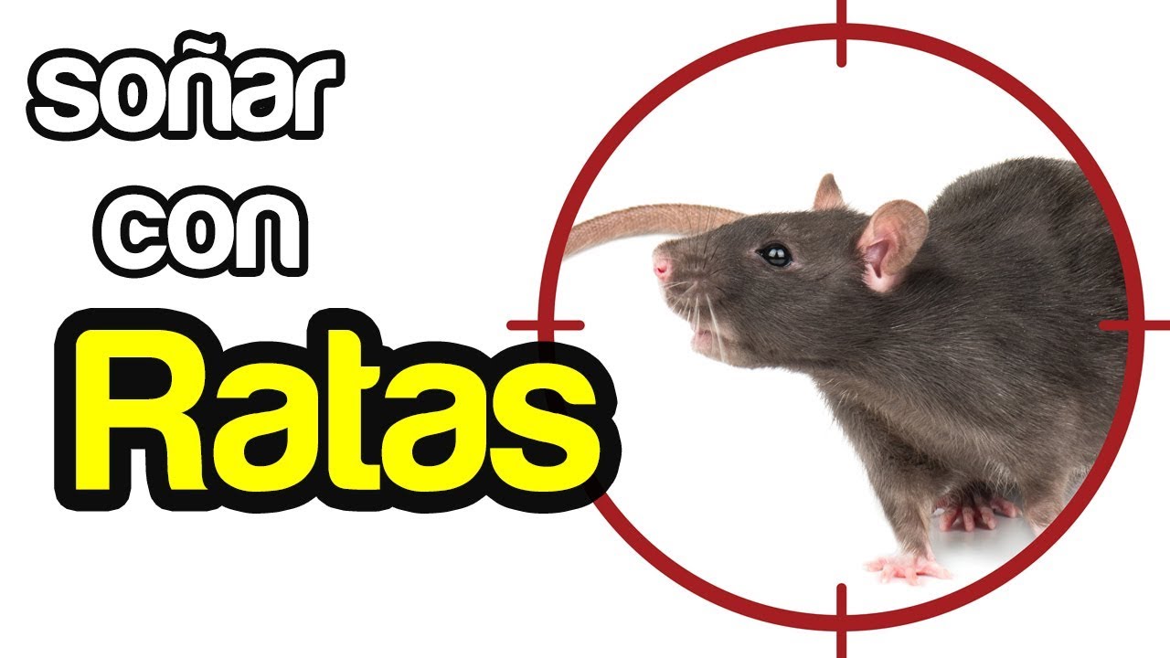 Soñar con muchas ratas? Sueños y significado - YouTube
