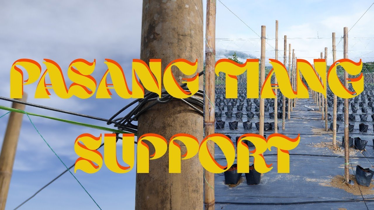 (FERTIGASI)CARA PASANG TIANG SUPPORT MENGUNAKAN BULUH - YouTube
