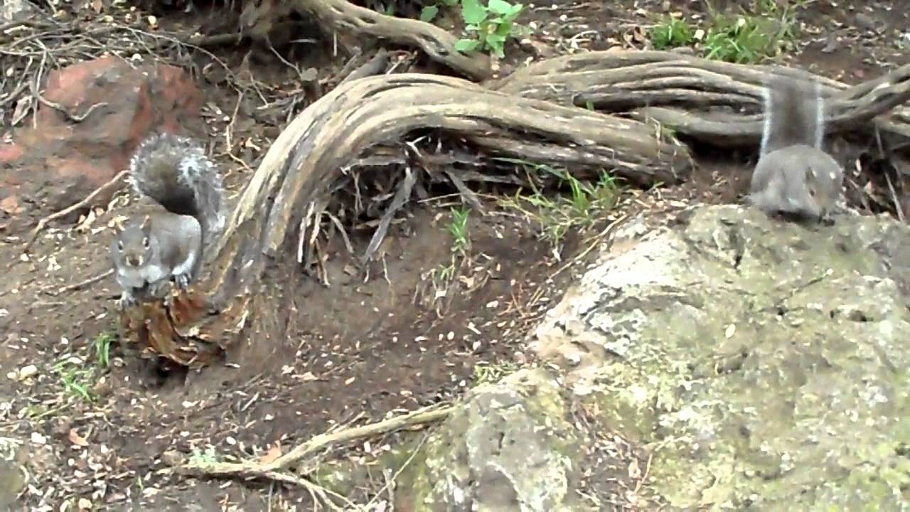 Little dog chasing squirrels - YouTube