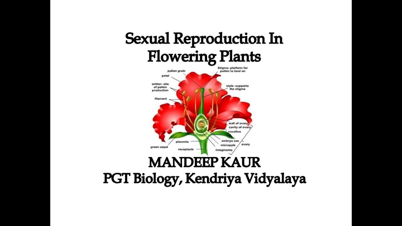 Class 12 NCERT Sexual reproduction in flowering plants (CBSE) Part 1 ...