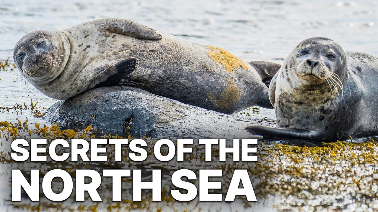 Secrets of the North Sea | Nature documentary - YouTube