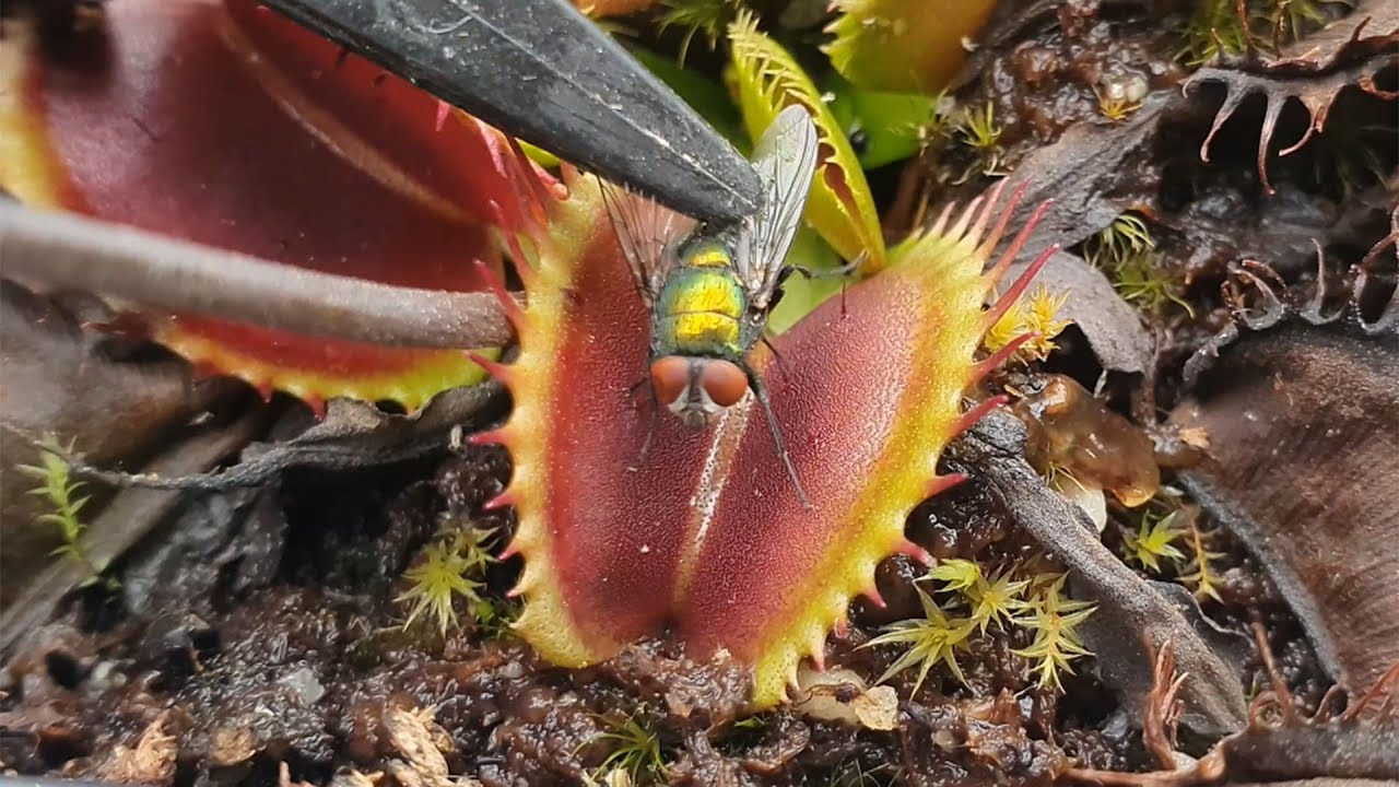 Venus Flytrap early season feeding compilation 2022 - YouTube