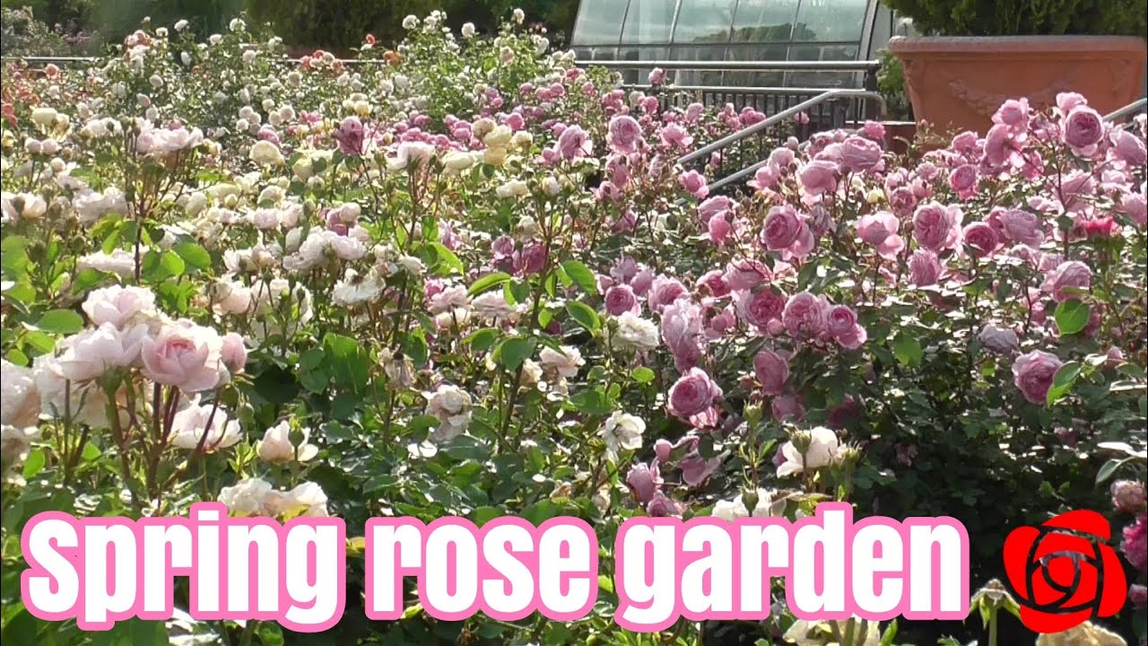 spring rose garden😍 - YouTube