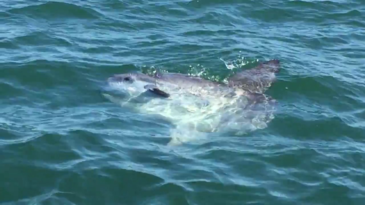 Ocean Sunfish in the Bay of Fundy by Quest traveller Janice M. - YouTube