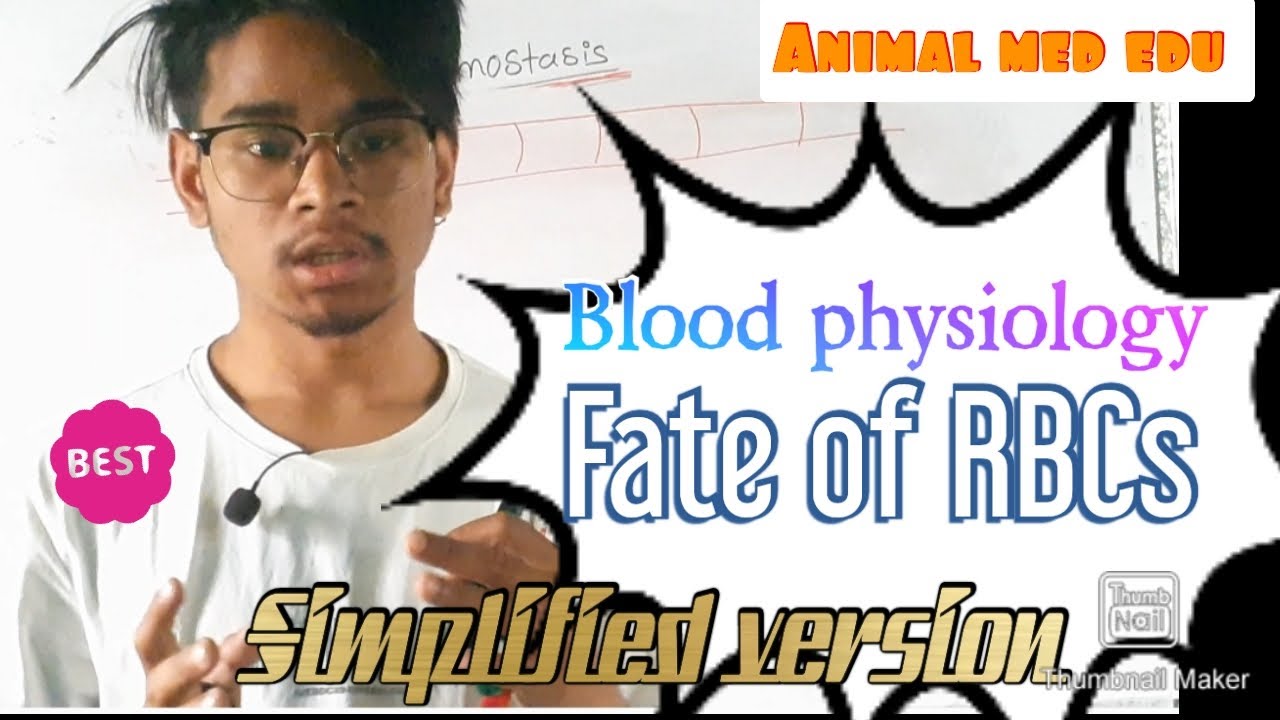 Fate of RBCs # Blood physiology # Veterinary student # KaMaL #vet - YouTube