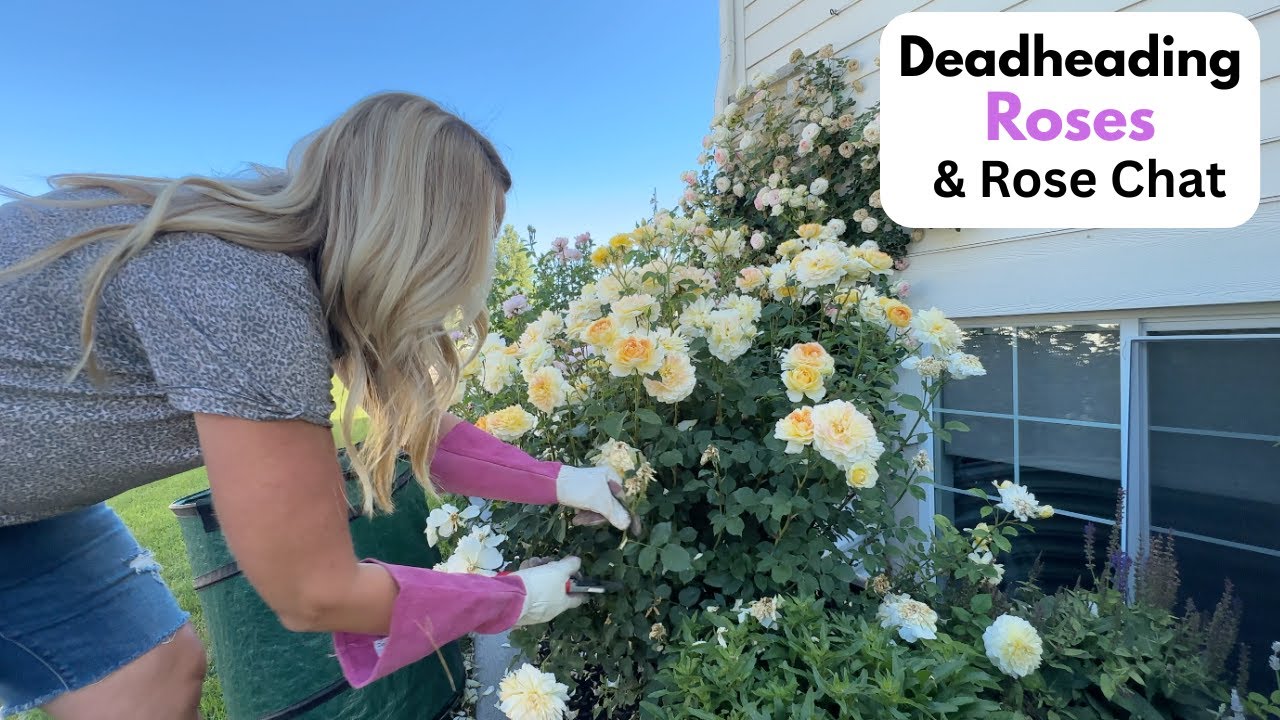 Deadheading Roses and Rose Chat: Eden and David Austin Roses - YouTube